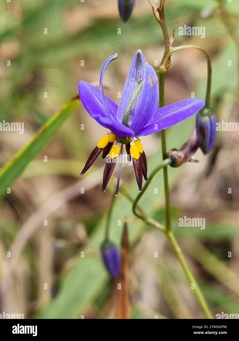 Blueberry Lily (Dianella revoluta Stock Photo - Alamy