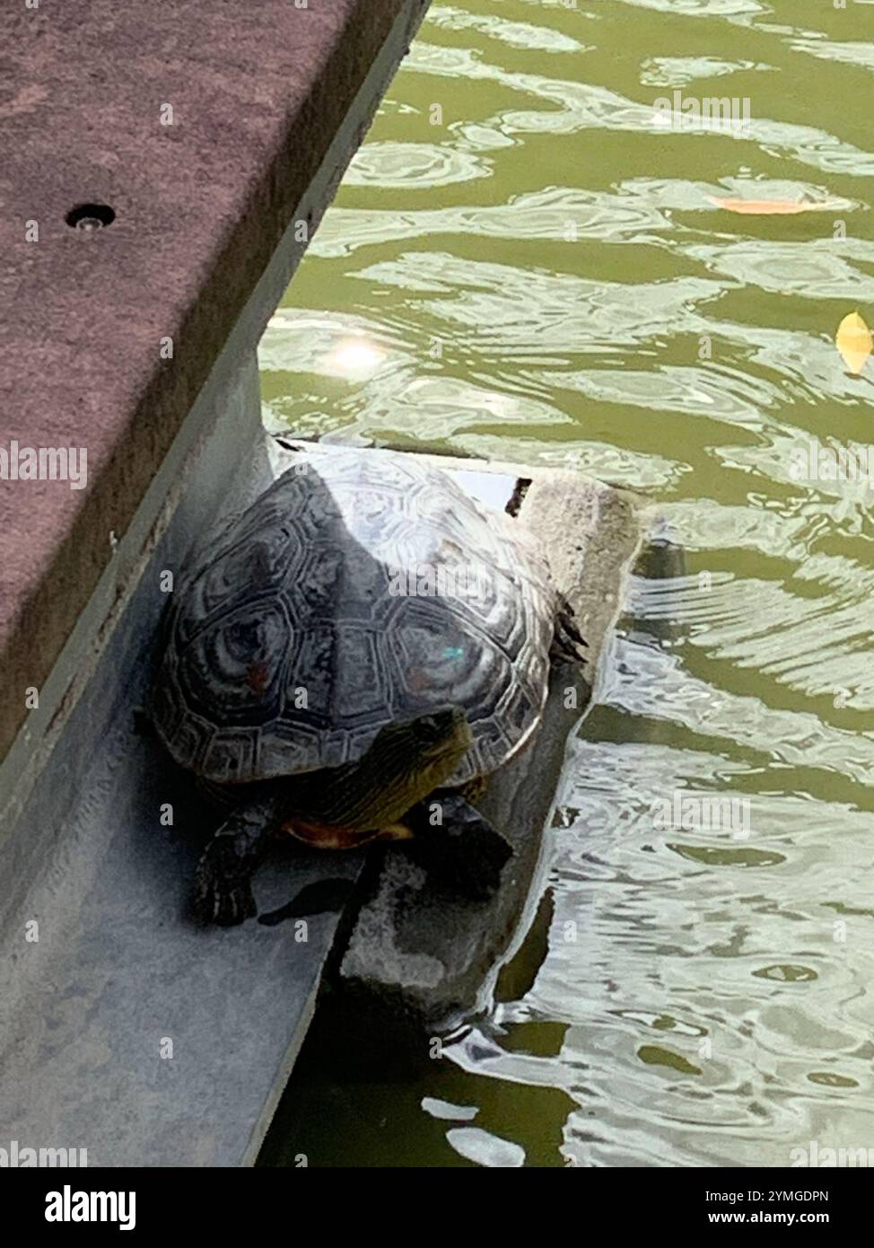 Common thread turtle (Mauremys sinensis Stock Photo - Alamy