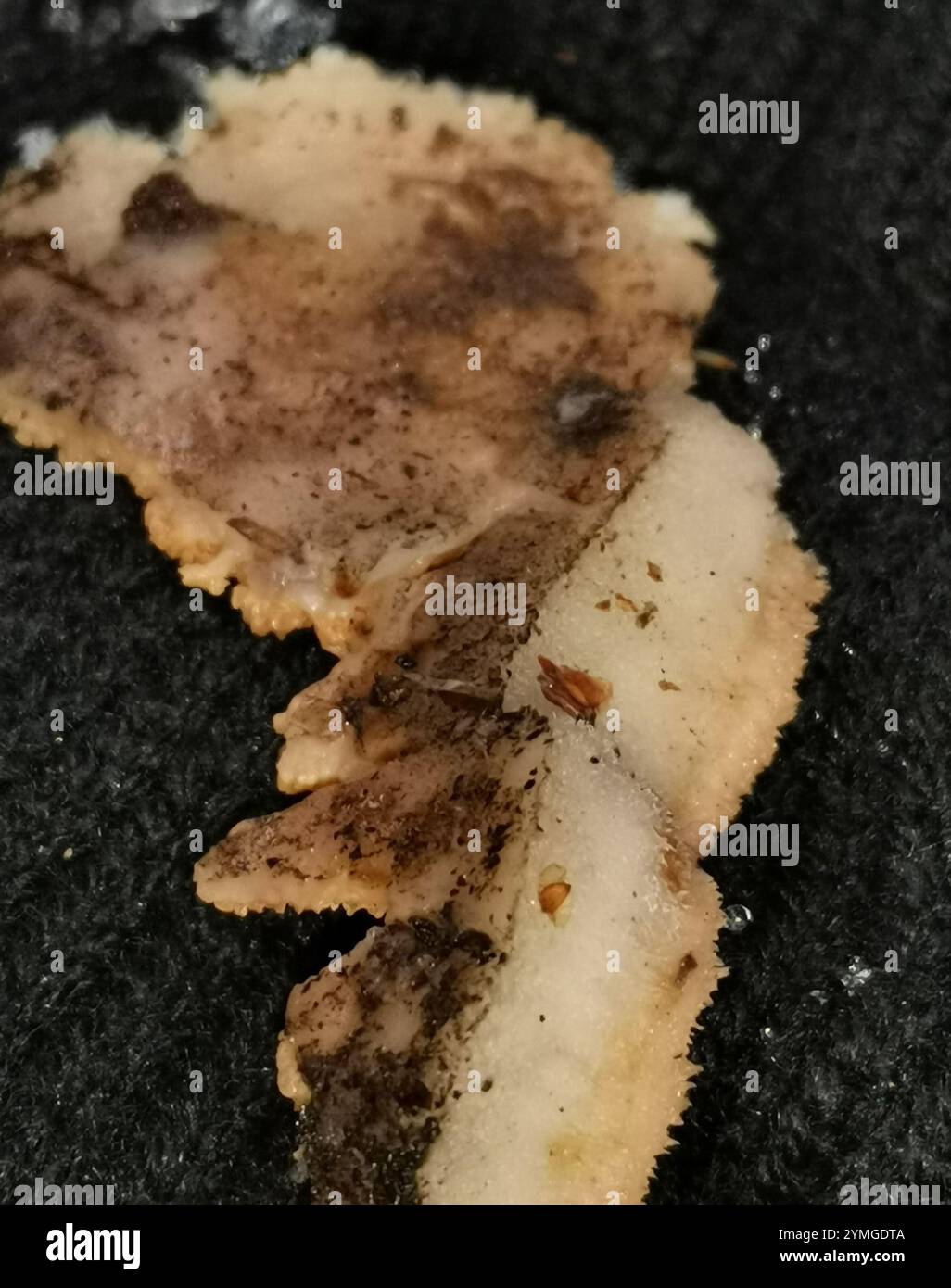 Trembling Crust (Merulius tremellosus Stock Photo - Alamy