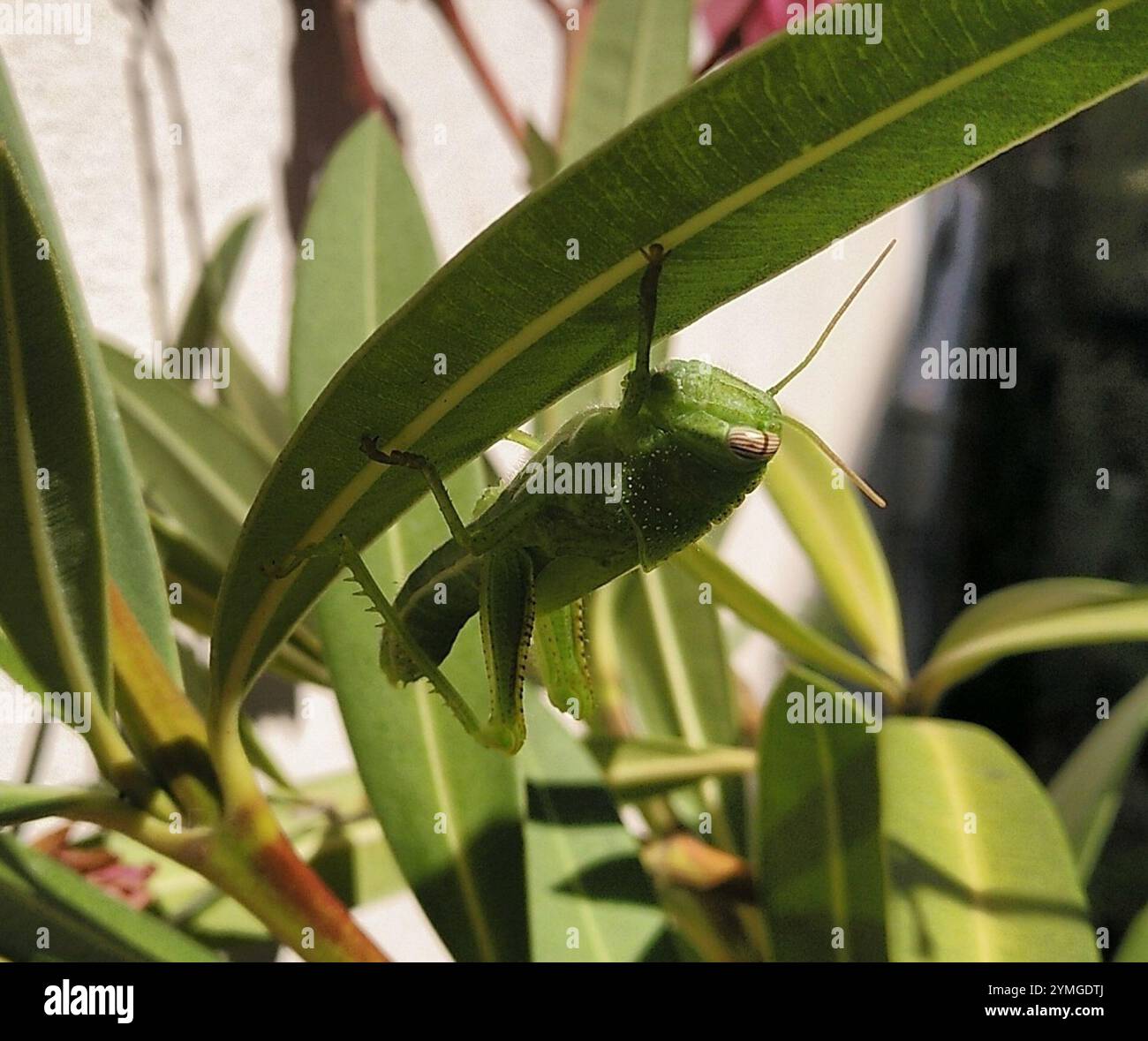 Egyptian Bird Grasshopper (Anacridium aegyptium Stock Photo - Alamy
