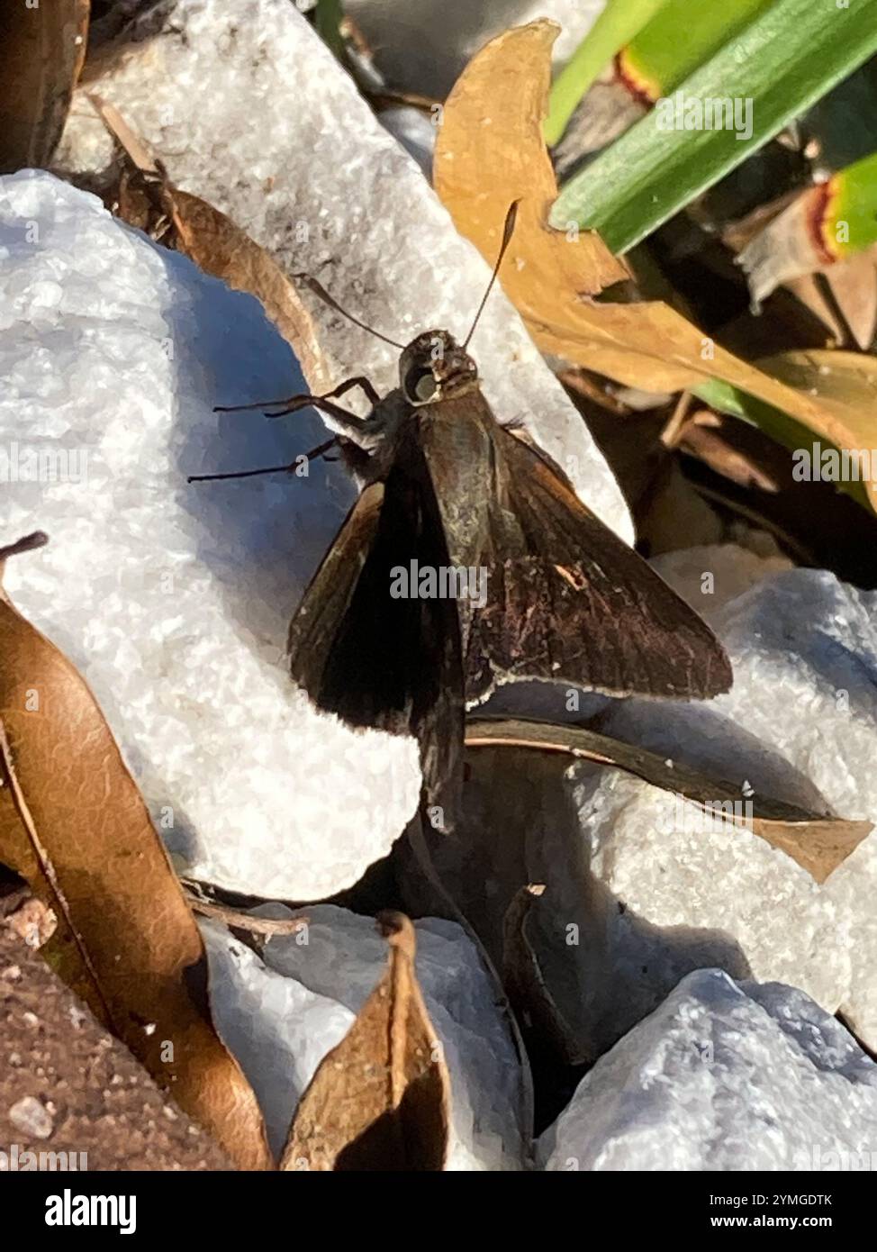 Monk Skipper (Choranthus capucinus Stock Photo - Alamy