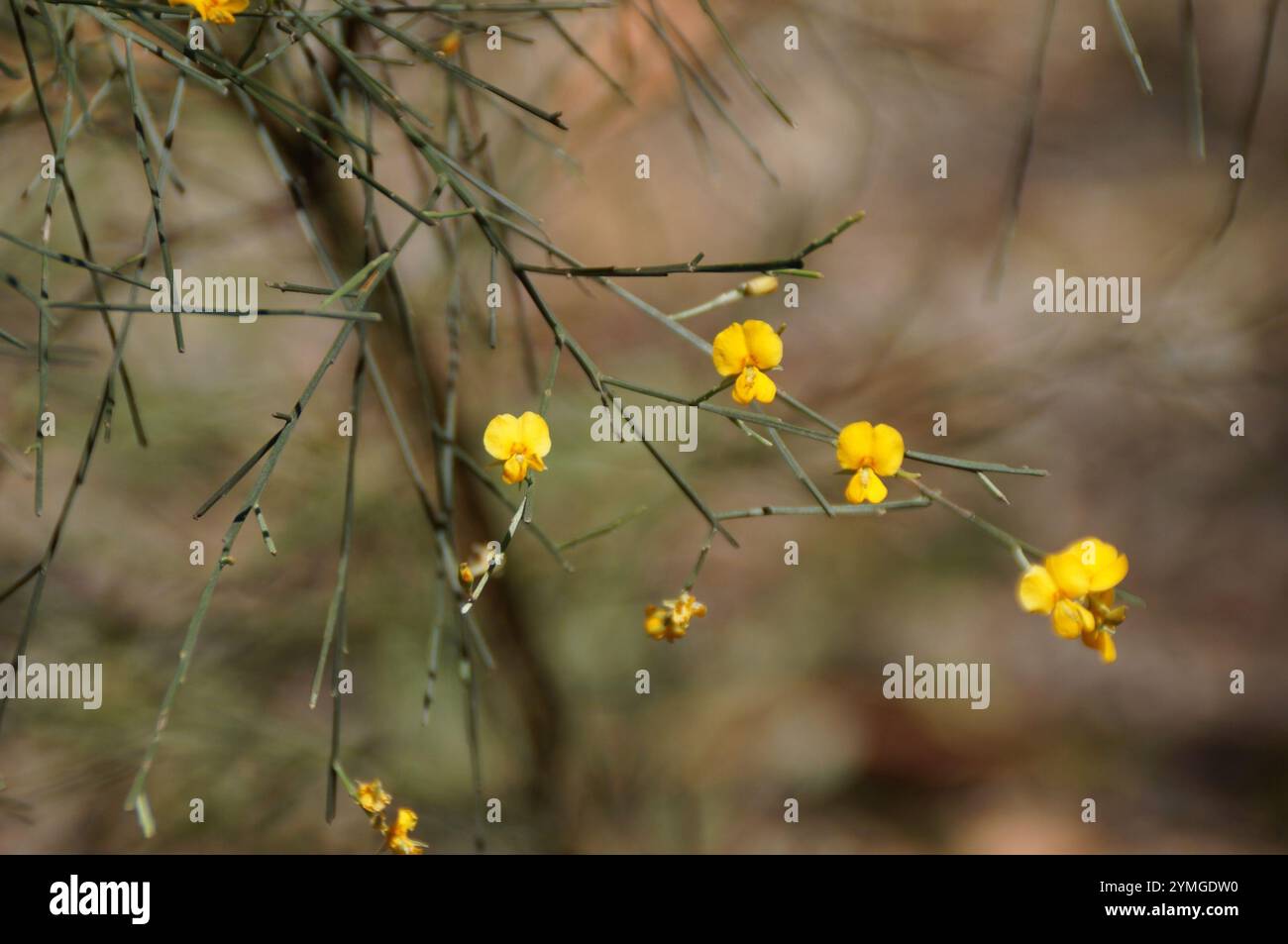 winged broom-pea (Jacksonia scoparia Stock Photo - Alamy