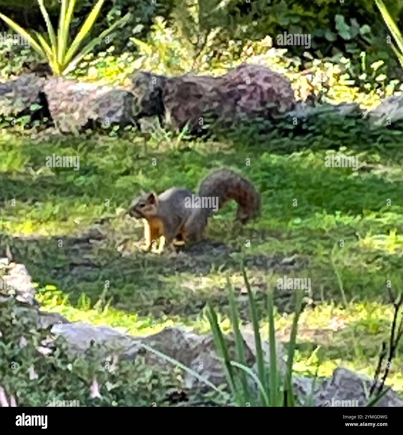 Eastern Fox Squirrel (Sciurus niger Stock Photo - Alamy