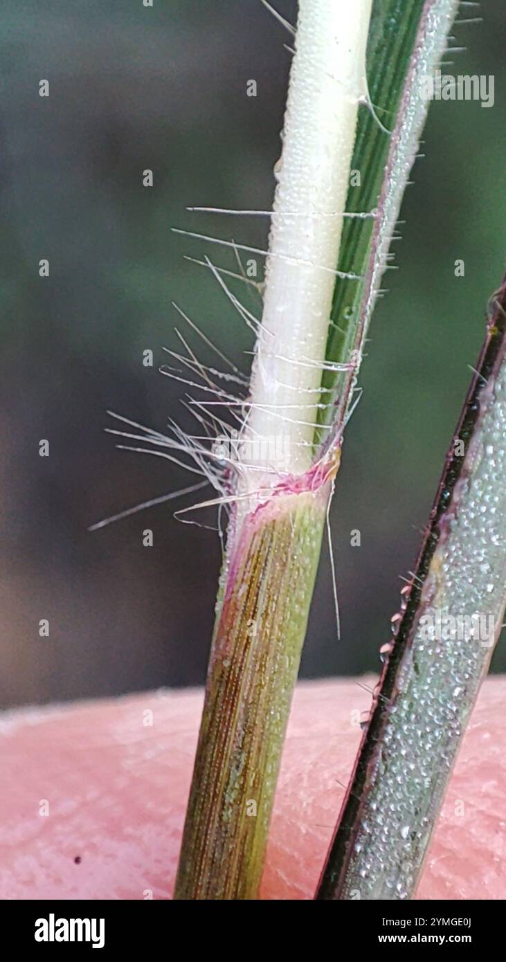 Bothriochloa ischaemum hi-res stock photography and images - Alamy