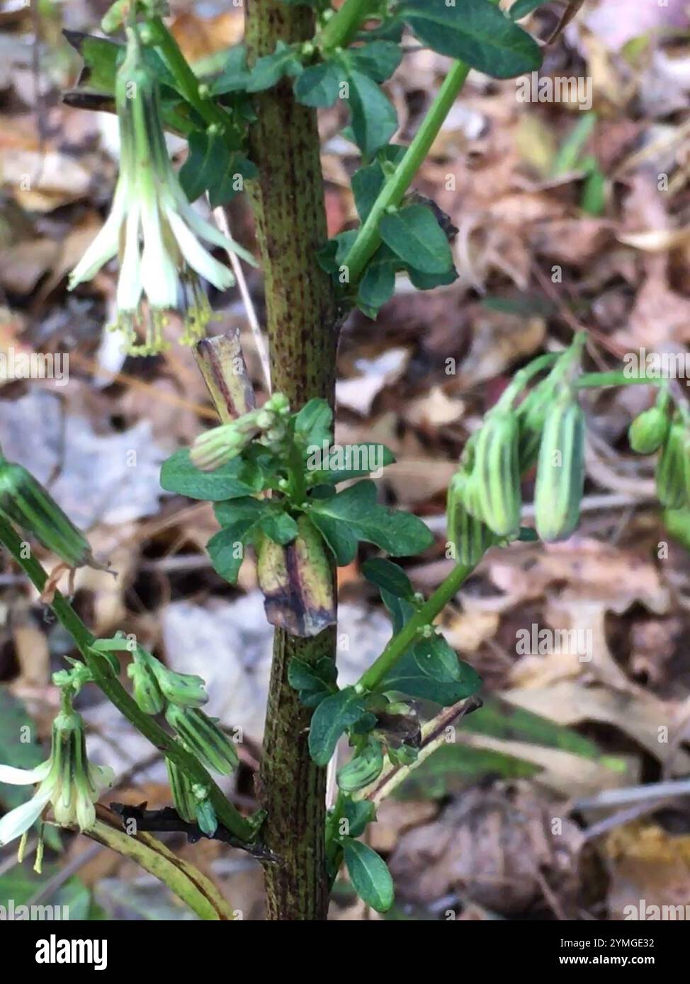 lion's foot rattlesnake root (Nabalus serpentarius Stock Photo - Alamy