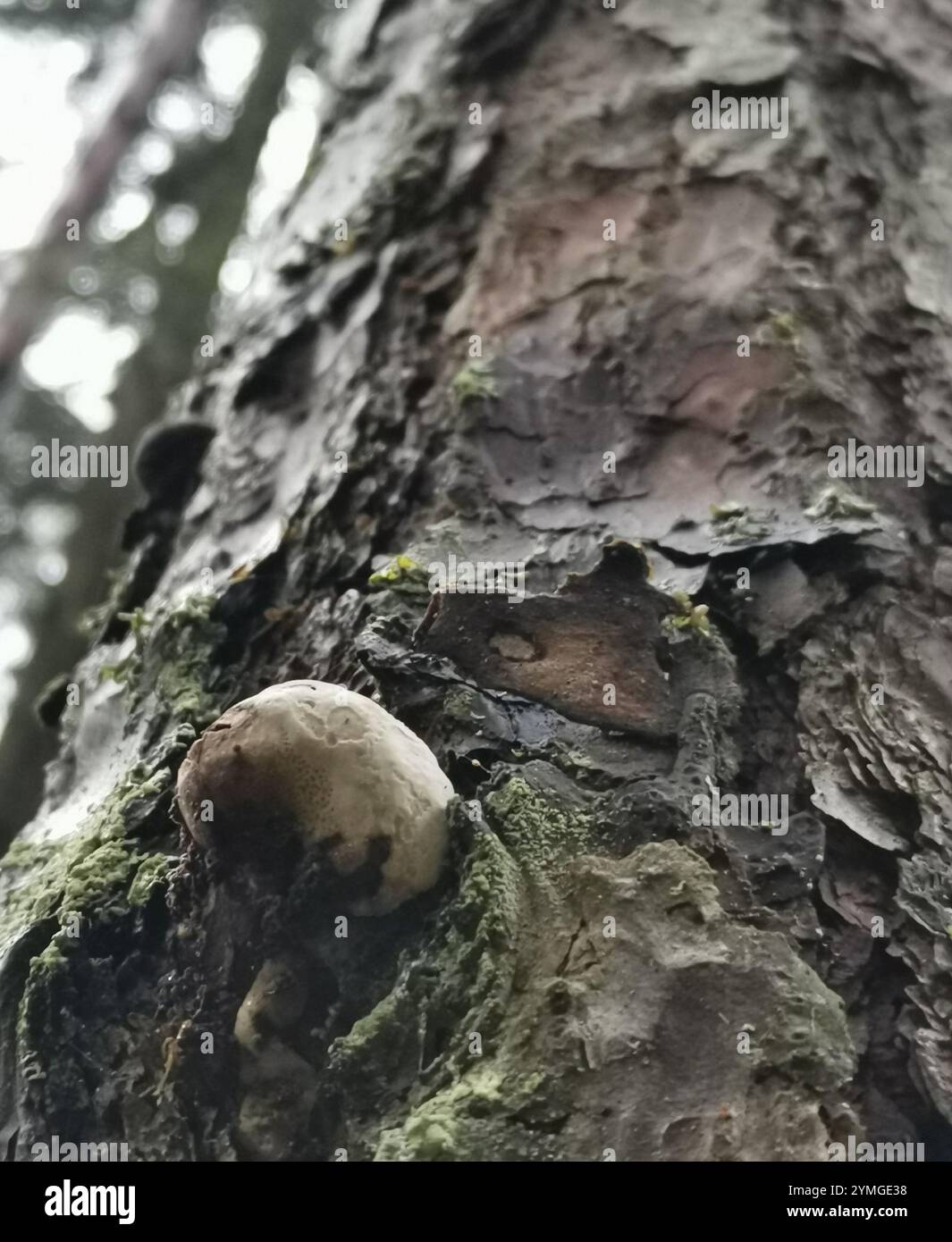 Red-banded Polypore (Fomitopsis pinicola Stock Photo - Alamy