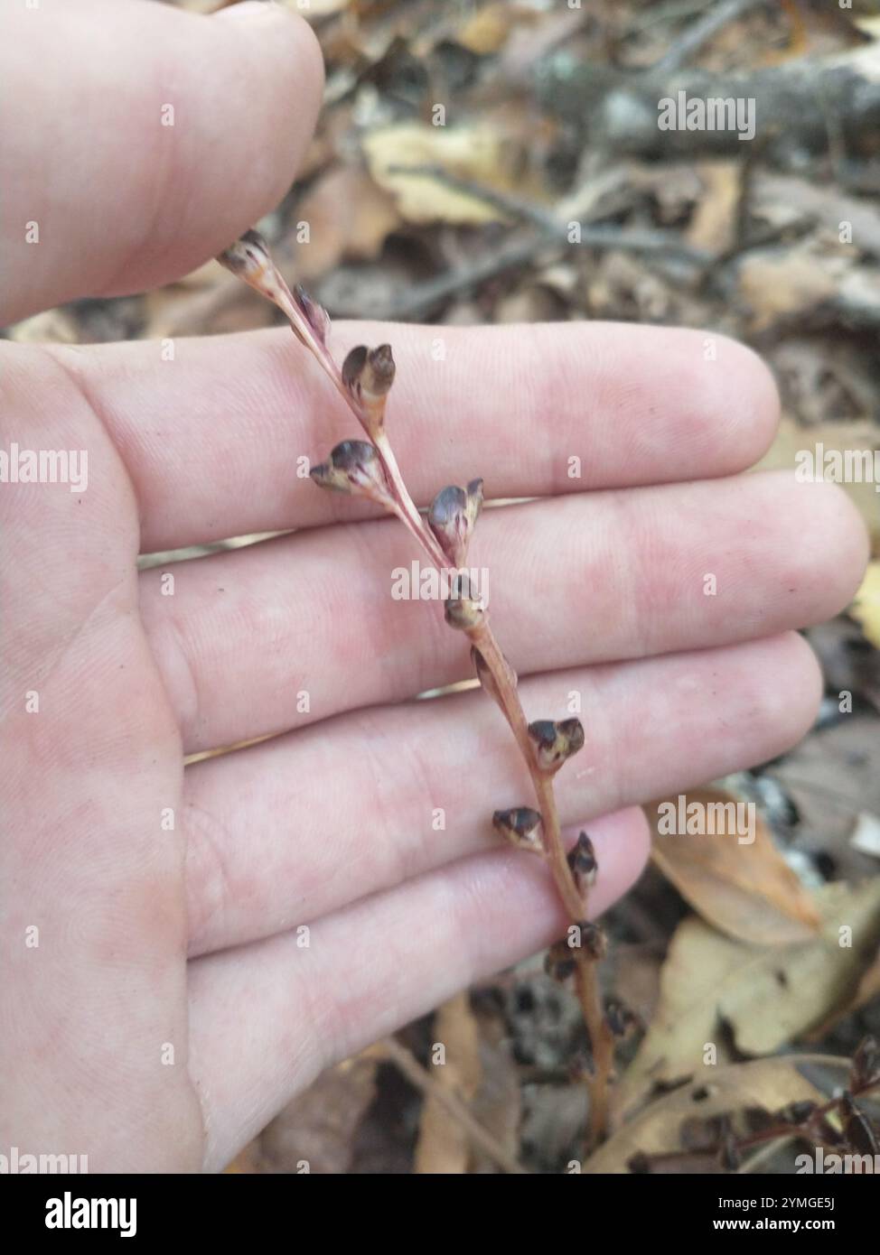 Beechdrops (Epifagus virginiana Stock Photo - Alamy