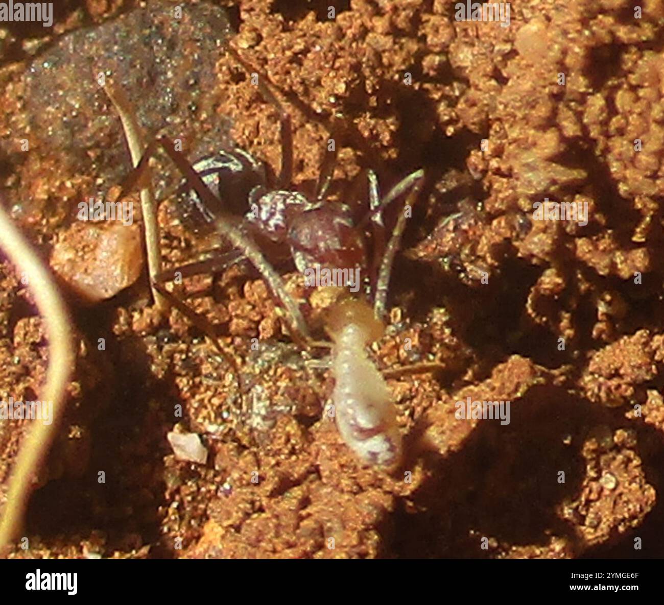 Large Pugnacious Ant (Anoplolepis custodiens Stock Photo - Alamy