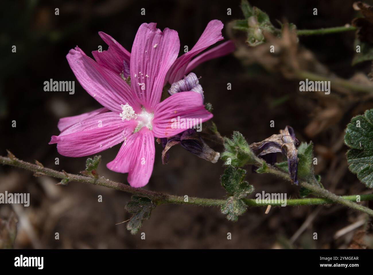 checkerbloom (Sidalcea malviflora Stock Photo - Alamy