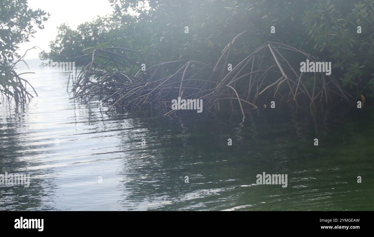 red mangrove (Rhizophora mangle Stock Photo - Alamy