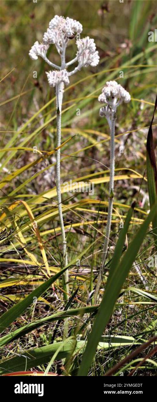 Lambstail (Lanaria lanata Stock Photo - Alamy