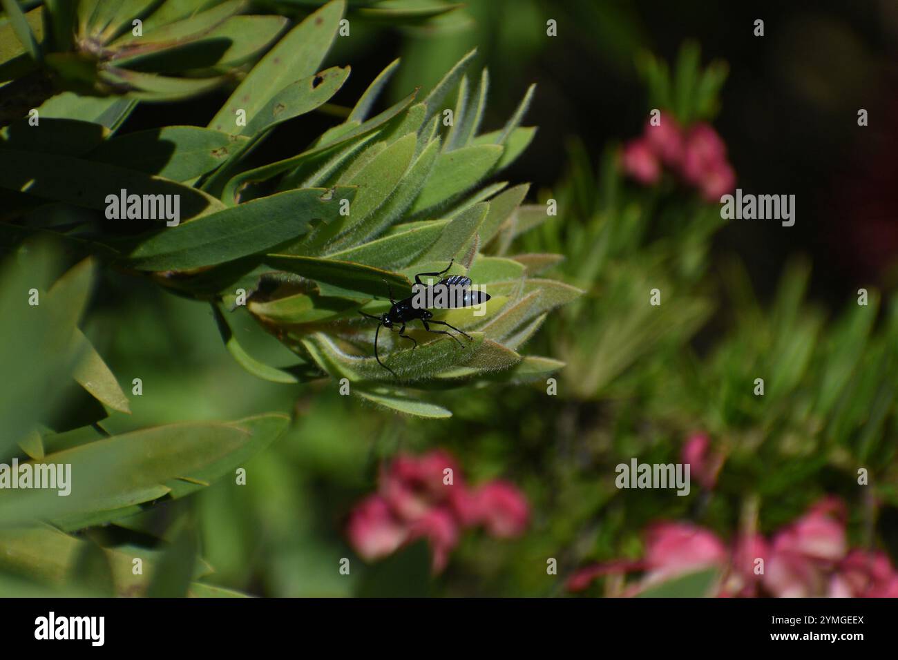 Ants, Bees, Wasps, and Sawflies (Hymenoptera Stock Photo - Alamy