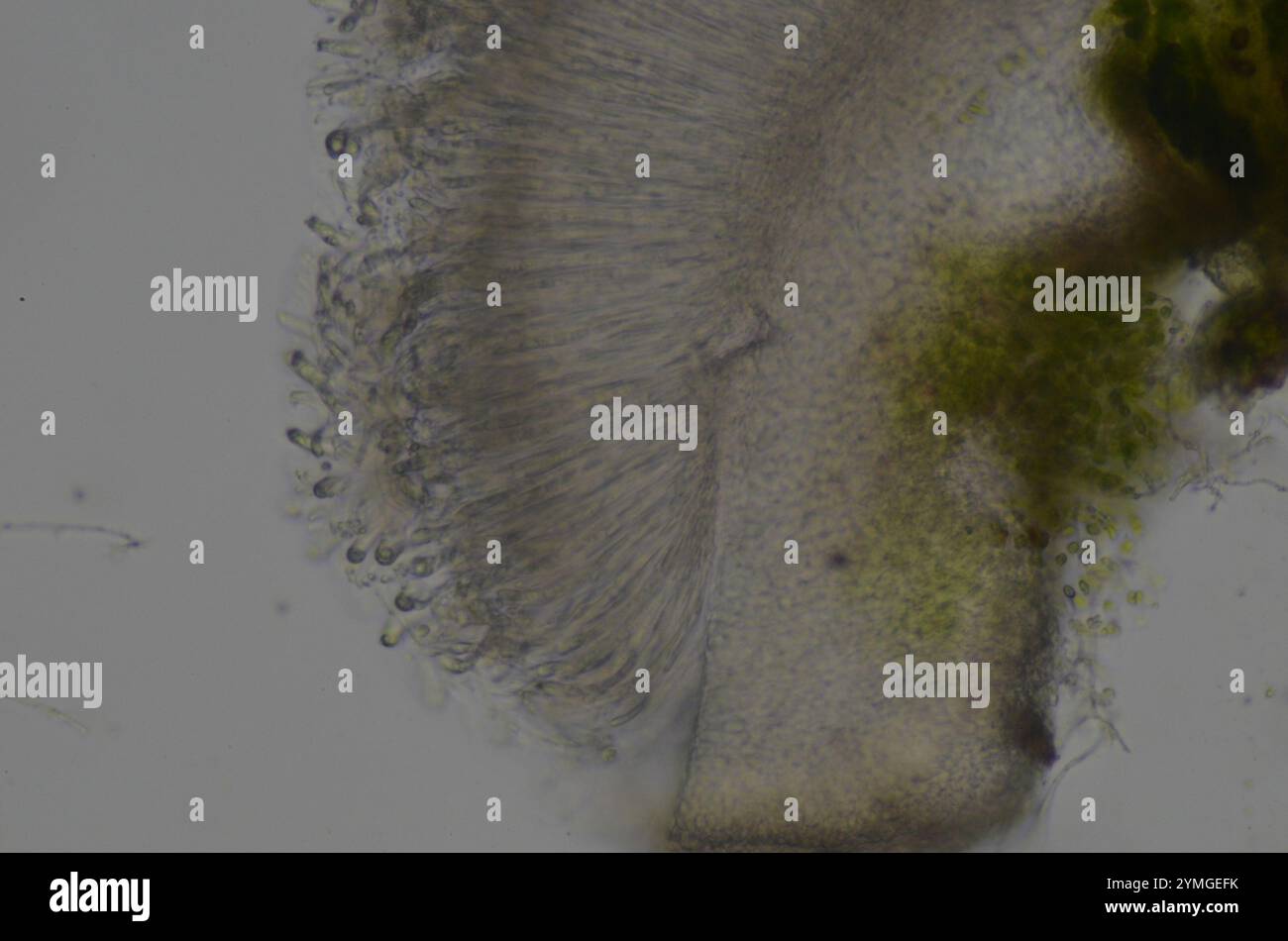 Pink Dimple Lichen (Coenogonium pineti Stock Photo - Alamy