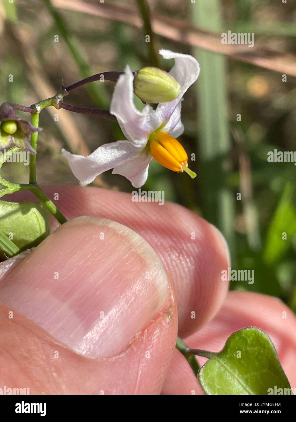 Texas nightshade (Solanum triquetrum Stock Photo - Alamy
