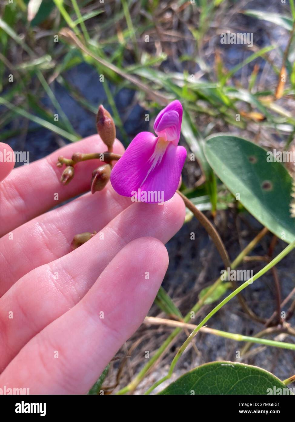 Canavalia rosea beach bean hi-res stock photography and images - Alamy