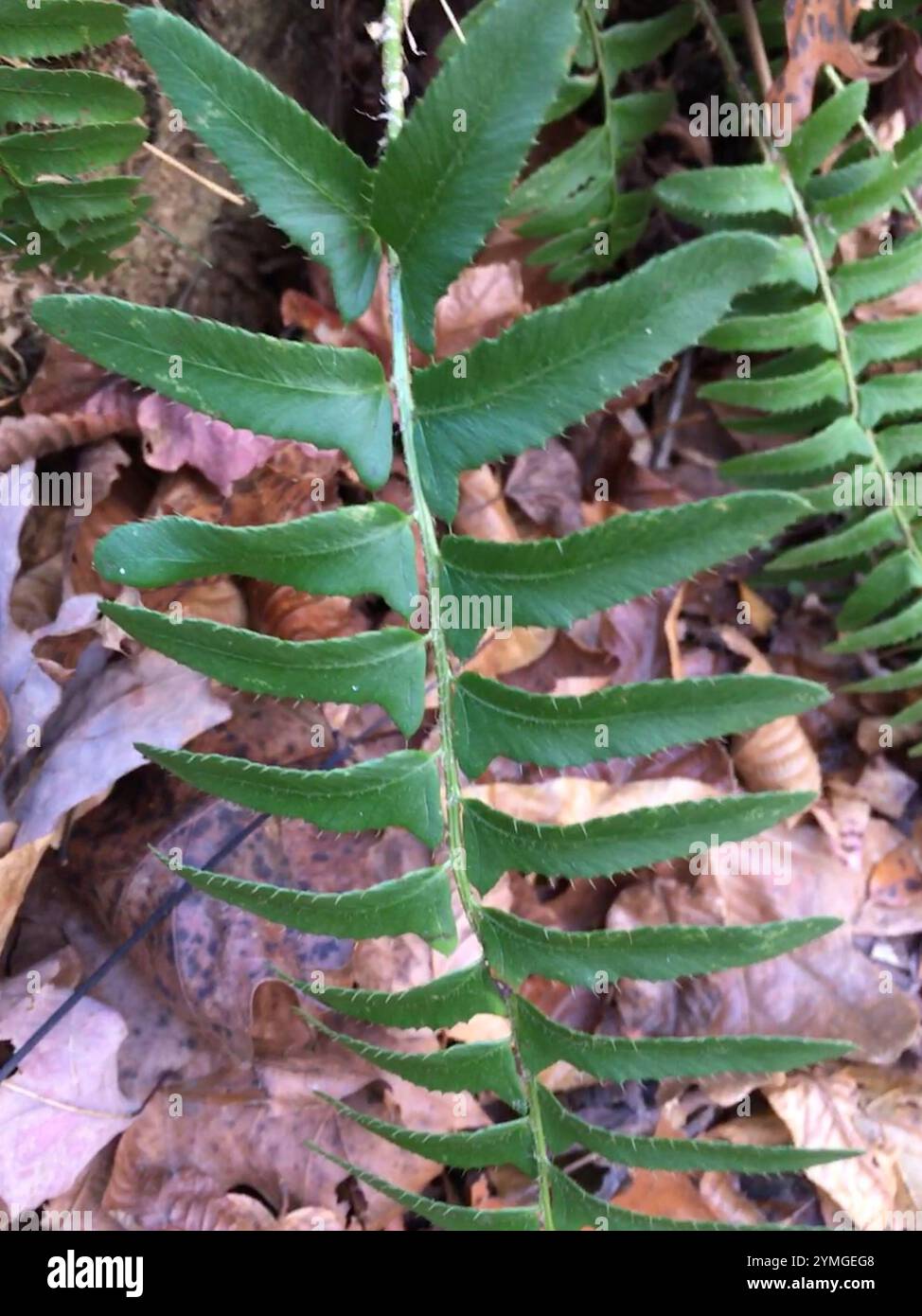 Christmas fern (Polystichum acrostichoides Stock Photo - Alamy