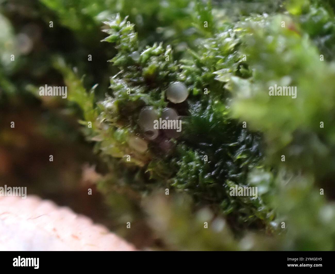 Pink Dimple Lichen (Coenogonium pineti Stock Photo - Alamy