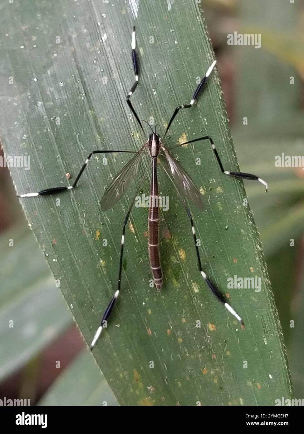 Phantom crane fly hi-res stock photography and images - Alamy