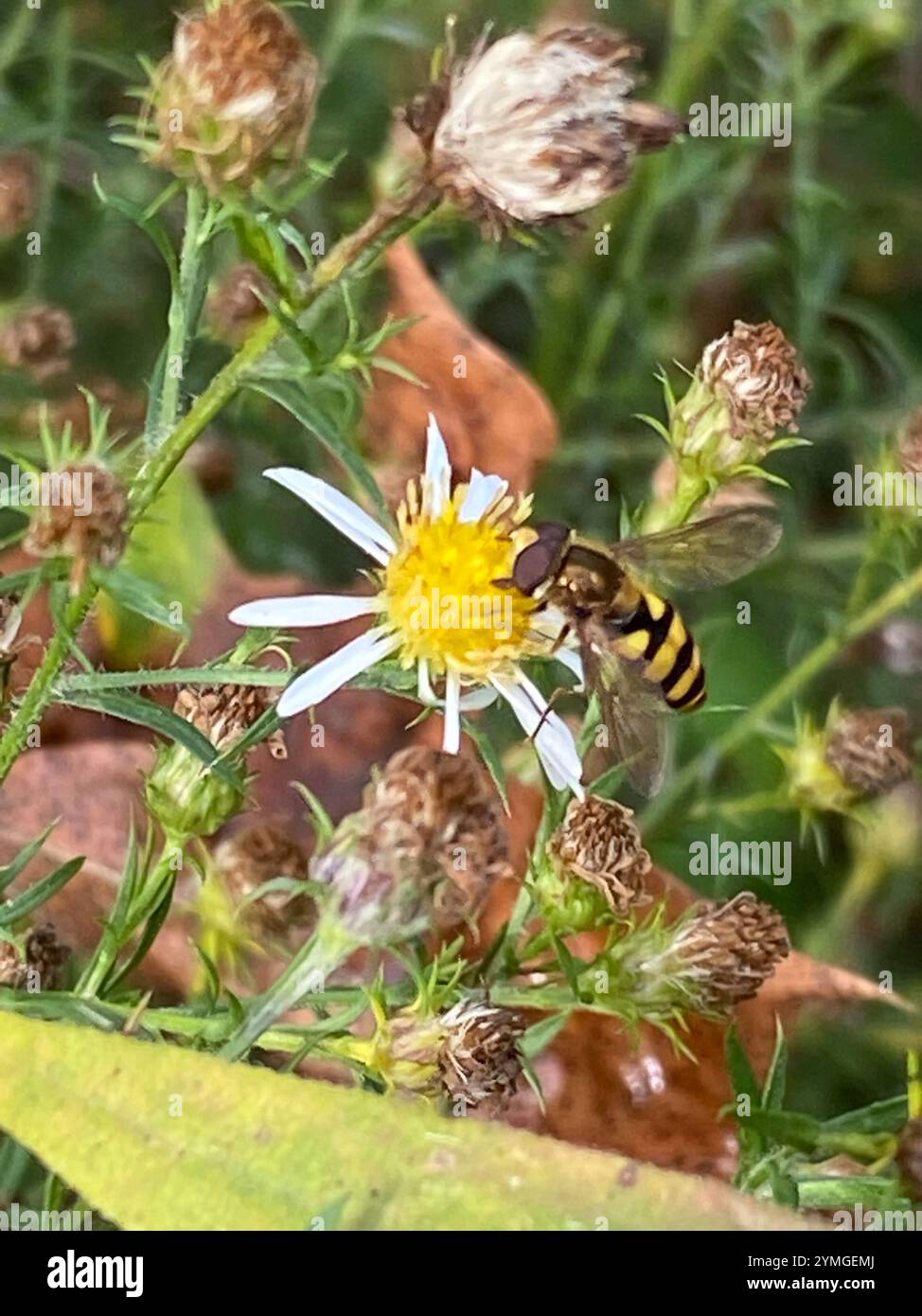 Long-tailed Aphideater Complex (Eupeodes americanus Stock Photo - Alamy