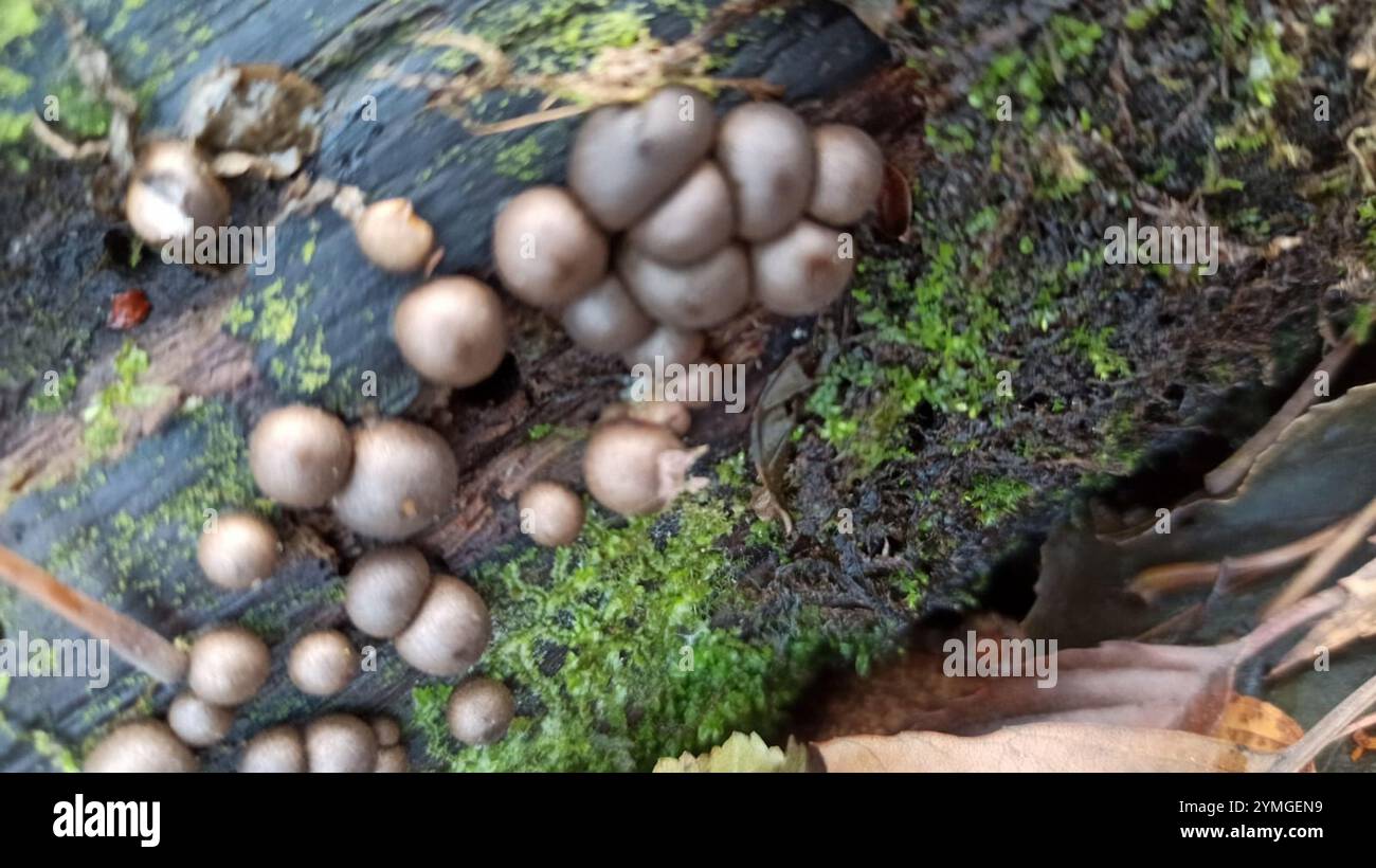 Wolf's Milk (Lycogala epidendrum Stock Photo - Alamy