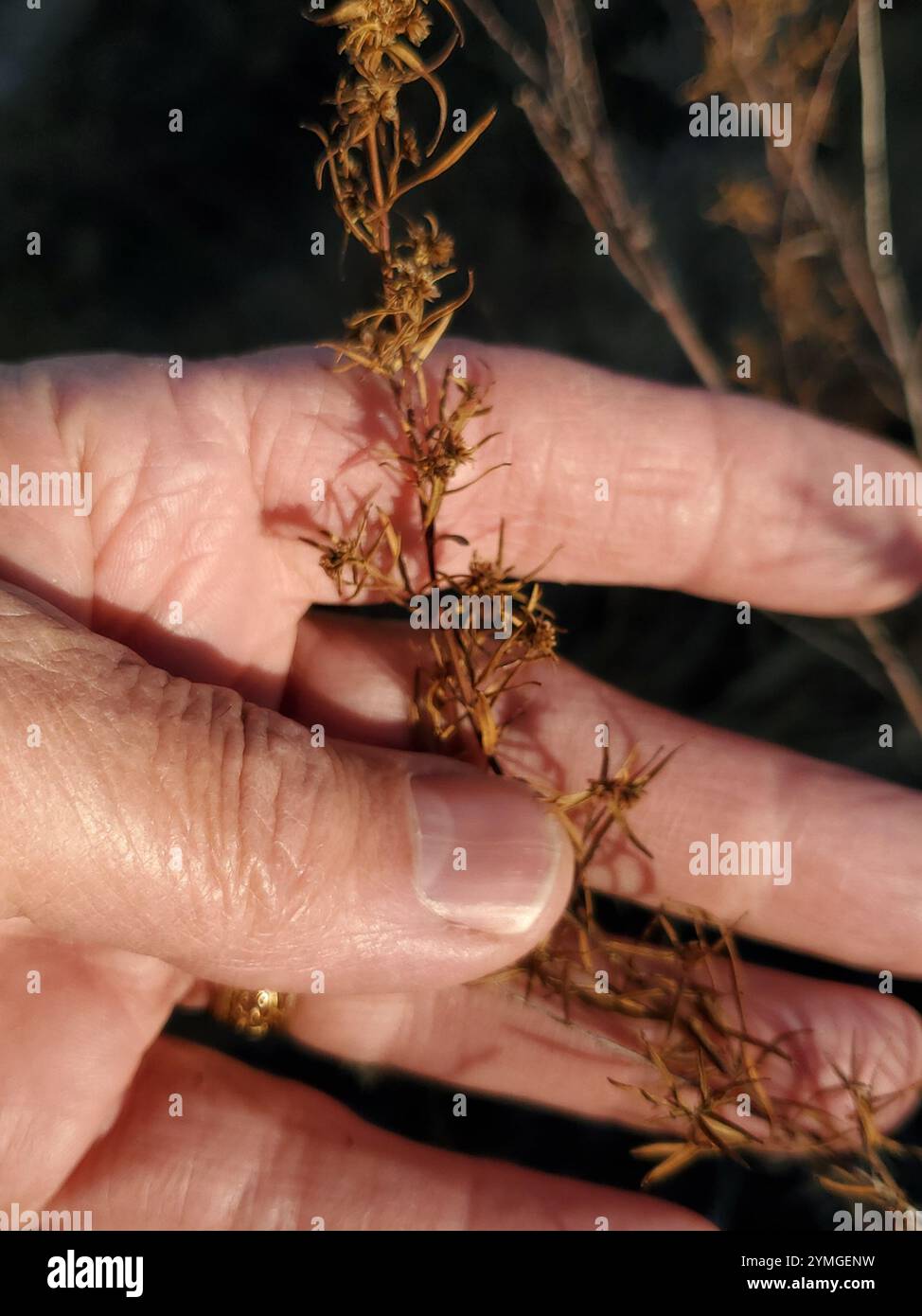 Field Sagewort (Artemisia campestris Stock Photo - Alamy