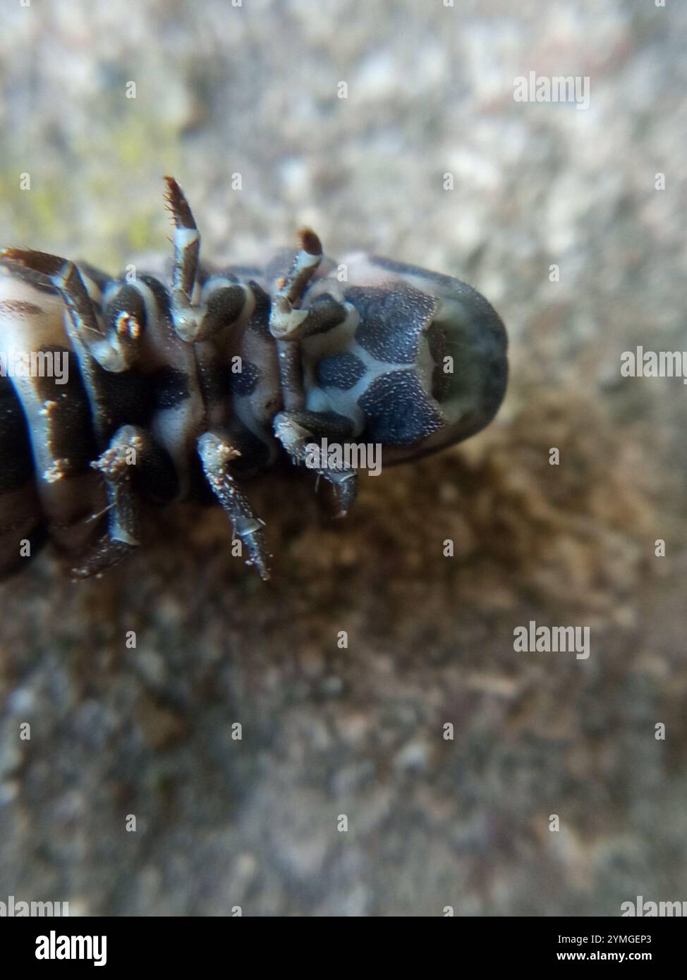 European Glow-worm (Lampyris noctiluca Stock Photo - Alamy