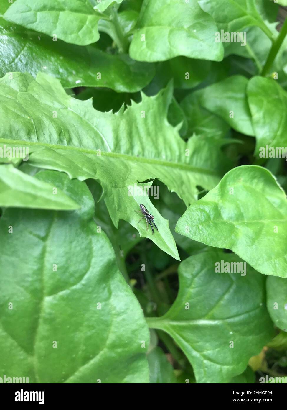 Black-headed Jumping Spider (Trite planiceps Stock Photo - Alamy