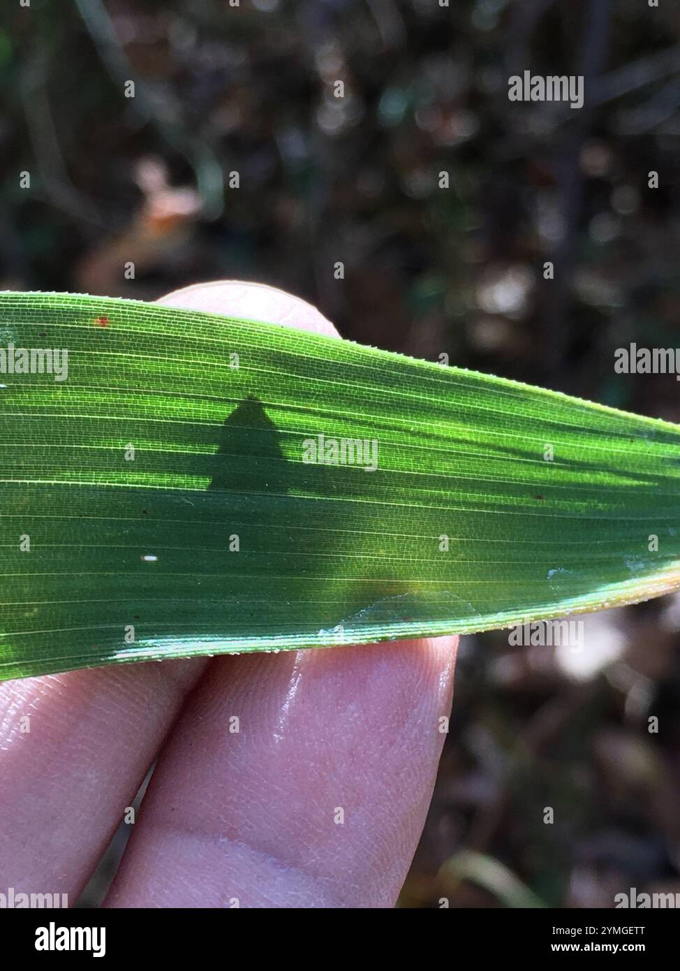 switch cane (Arundinaria tecta Stock Photo - Alamy