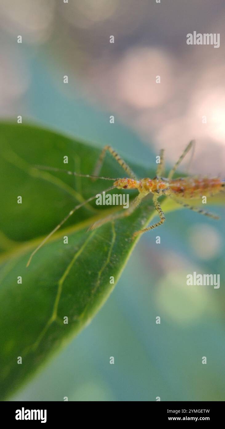 Leafhopper Assassin Bug (Zelus renardii Stock Photo - Alamy