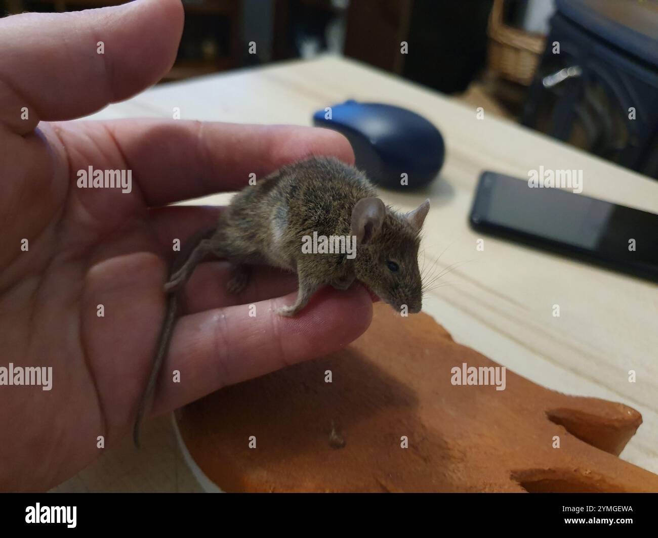 House Mouse (Mus musculus Stock Photo - Alamy