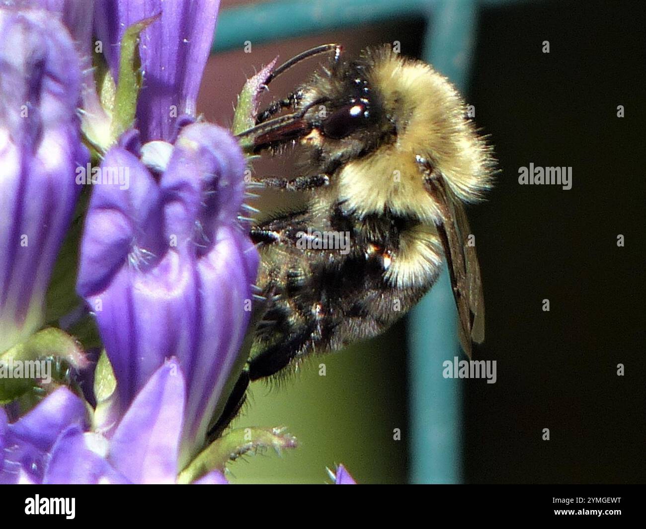 Common Eastern Bumble Bee (Bombus impatiens Stock Photo - Alamy
