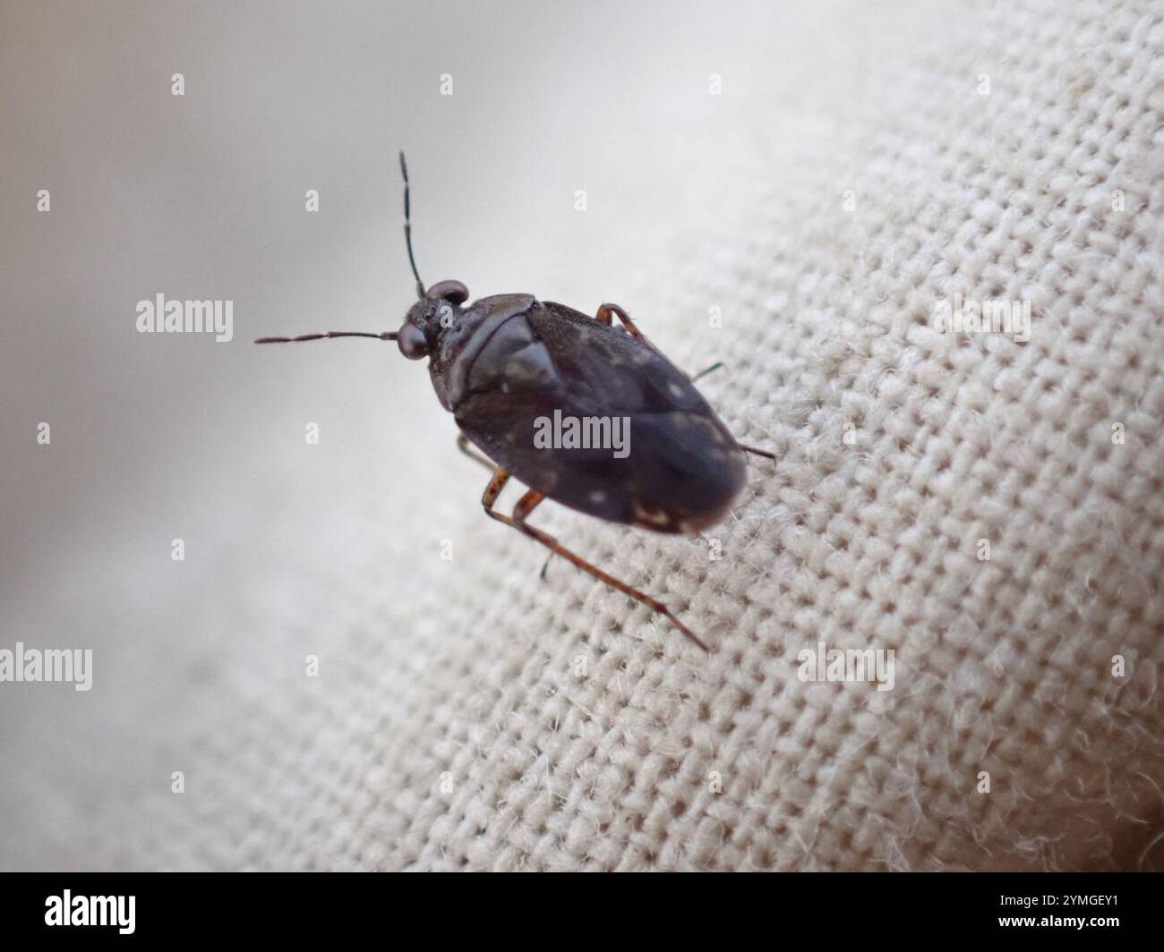 Shore bugs (Saldidae Stock Photo - Alamy