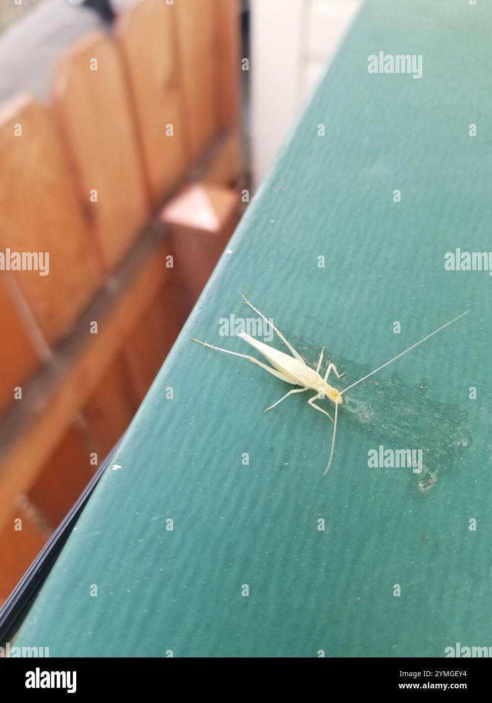 Common Tree Crickets (Oecanthus Stock Photo - Alamy