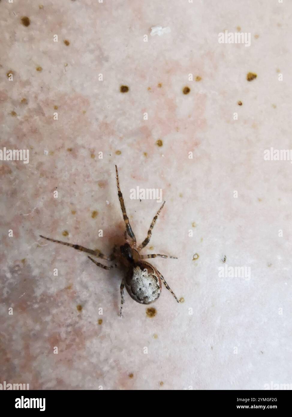 Silver-sided Sector Spider (Zygiella x-notata Stock Photo - Alamy