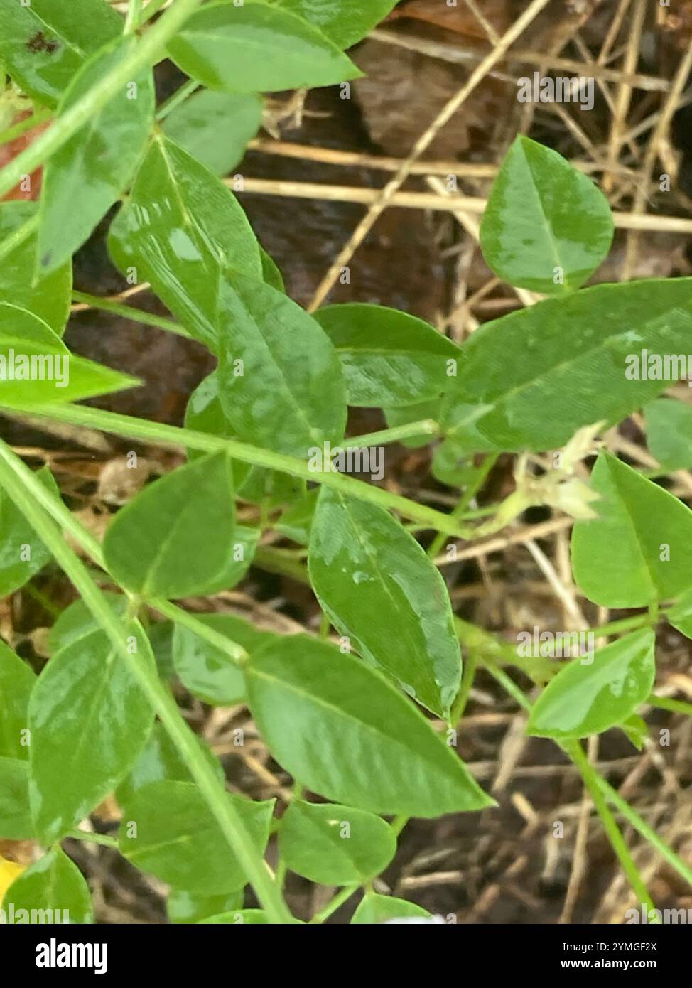 arabian pea (Bituminaria bituminosa Stock Photo - Alamy