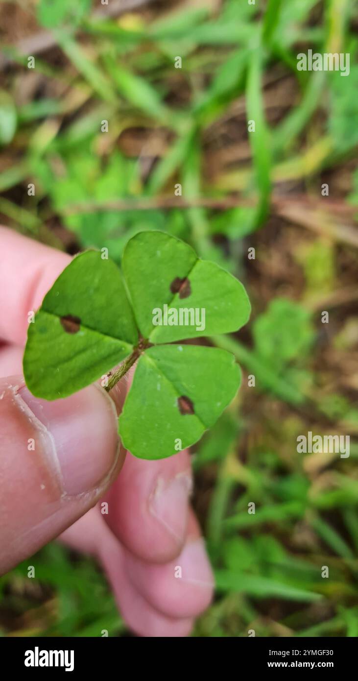 Spotted medick (Medicago arabica Stock Photo - Alamy