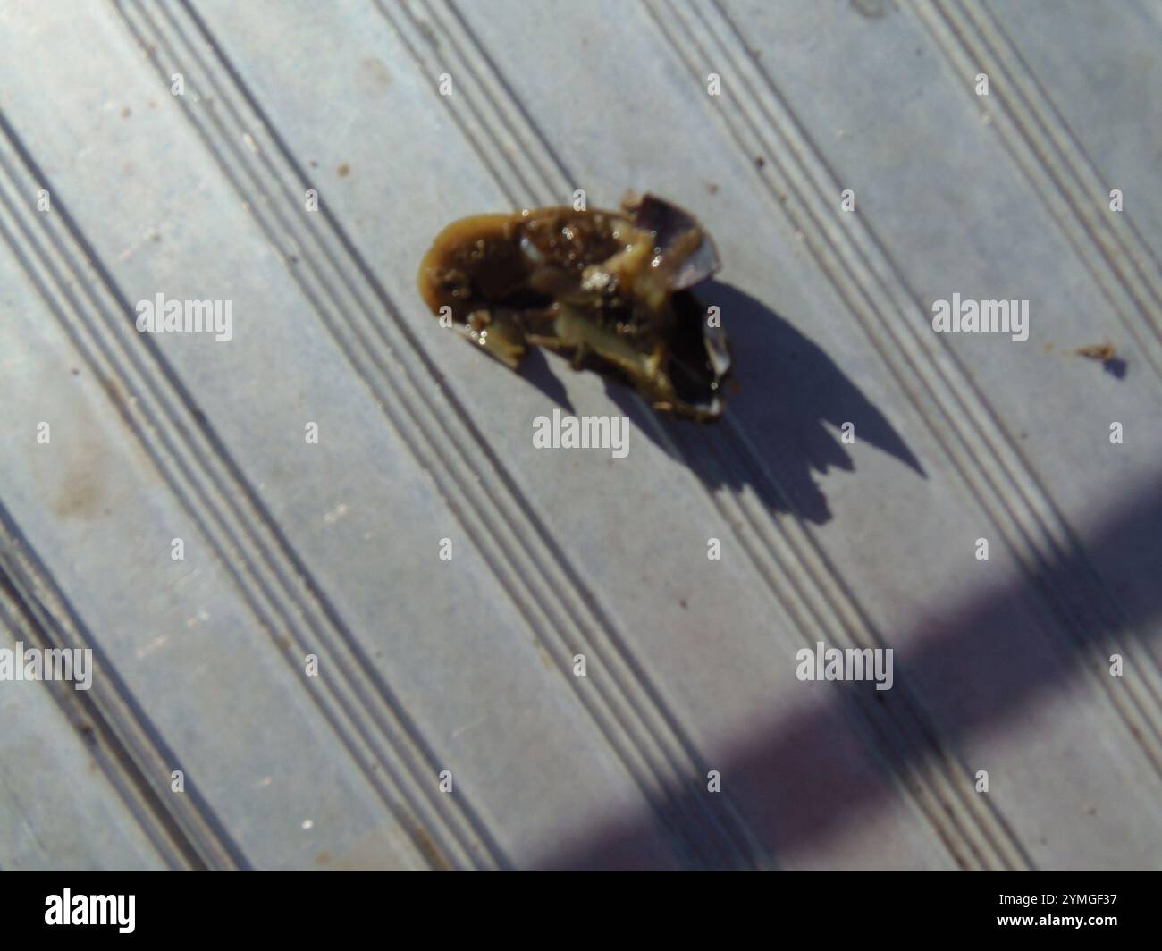 True Mussels (Mytilidae Stock Photo - Alamy