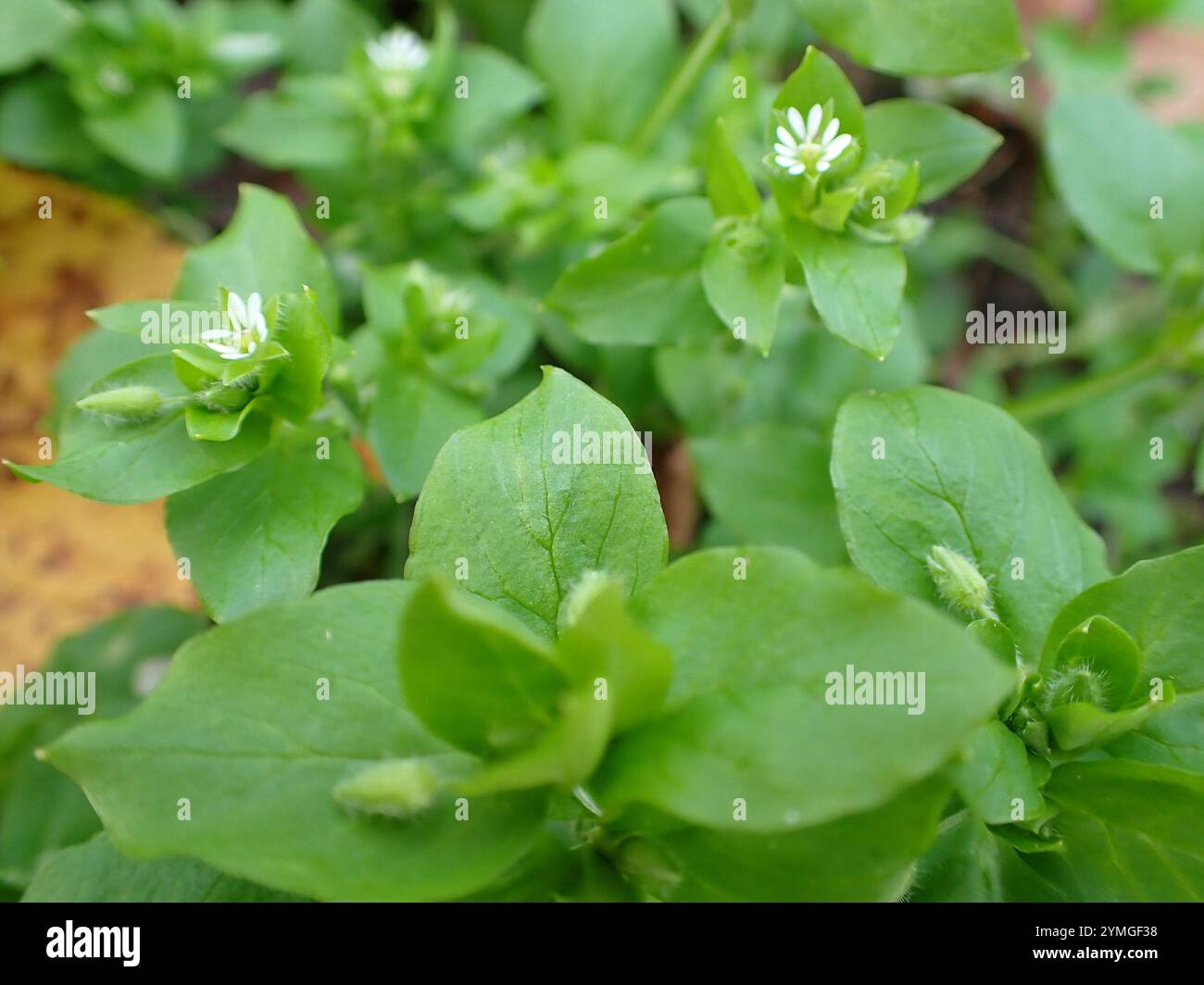 common chickweed (Stellaria media Stock Photo - Alamy