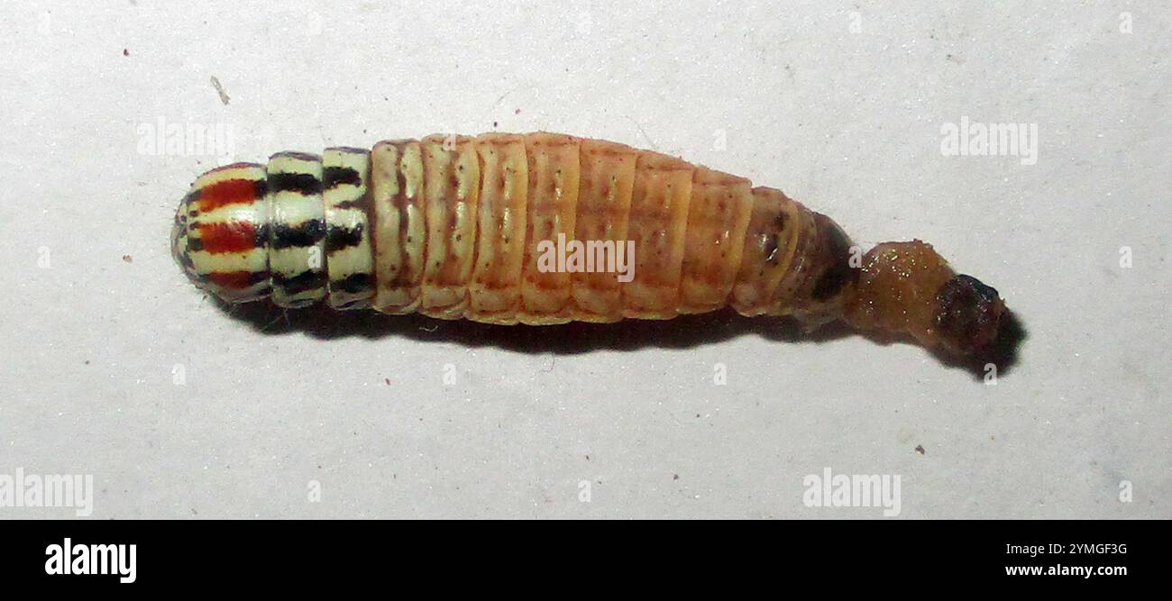 Bagworm Moths (Psychidae Stock Photo - Alamy