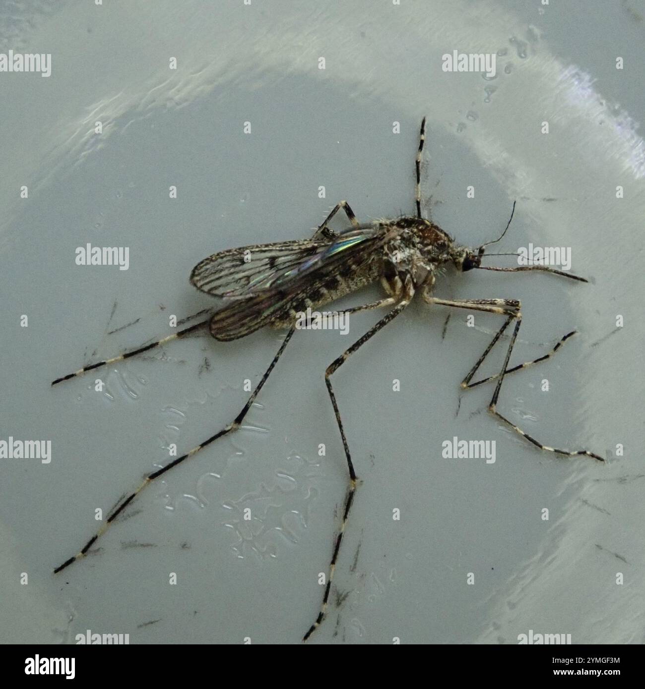 Culiseta annulata hi-res stock photography and images - Alamy