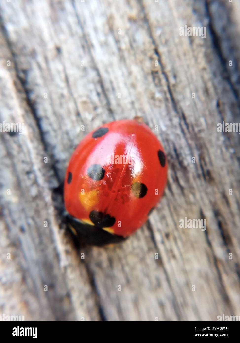 Seven-spotted Lady Beetle (Coccinella septempunctata Stock Photo - Alamy