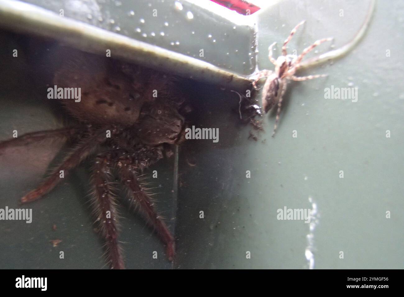 Grey huntsman hi-res stock photography and images - Alamy
