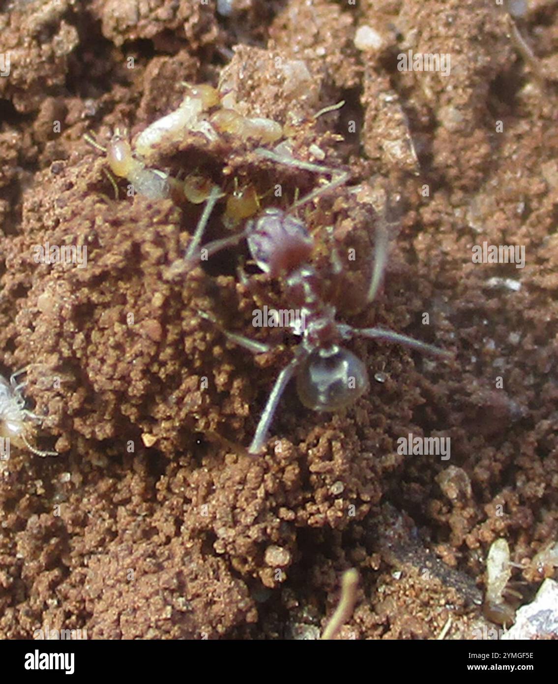 Large Pugnacious Ant (Anoplolepis custodiens Stock Photo - Alamy