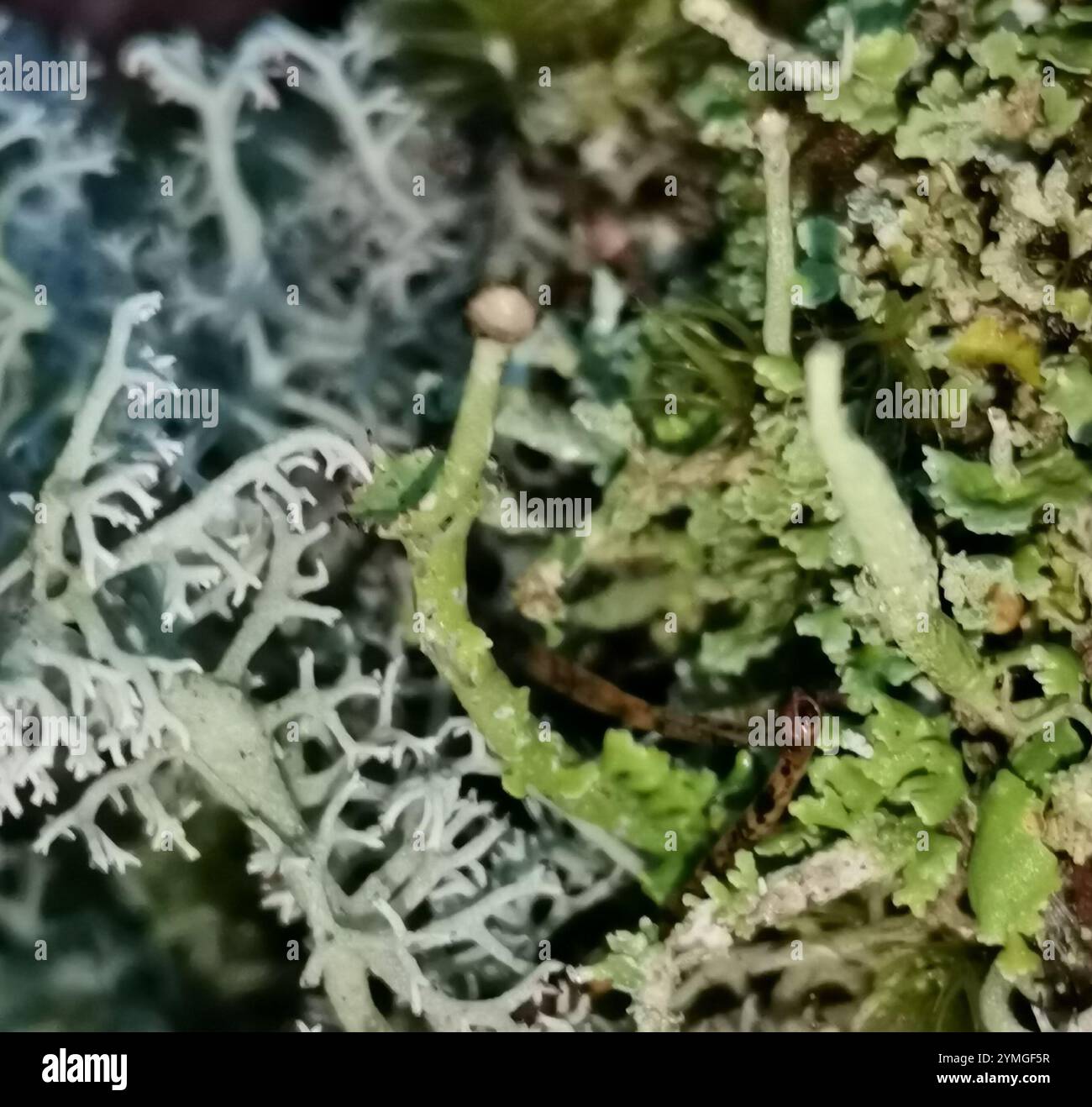 Green Reindeer Lichen (Cladonia arbuscula Stock Photo - Alamy