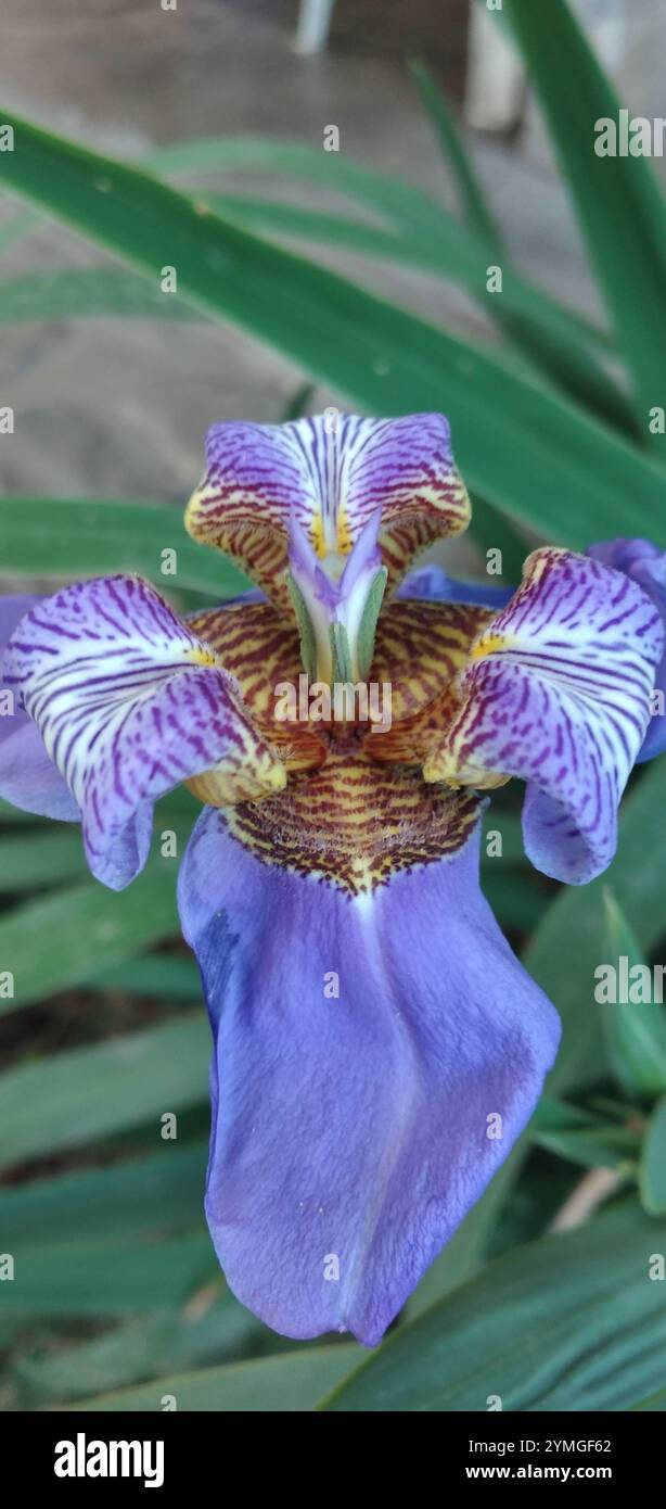 Trimezia hi-res stock photography and images - Alamy