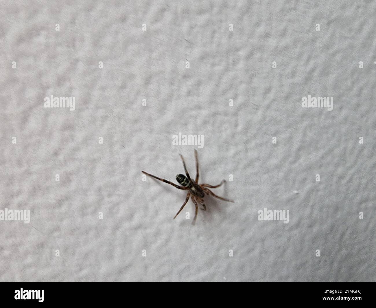 Nanella hi-res stock photography and images - Alamy