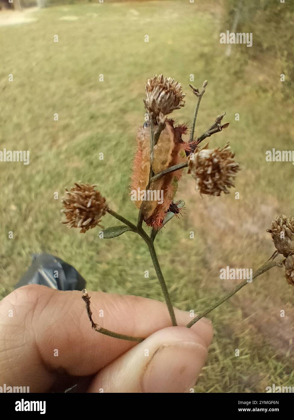 Saddleback Caterpillar Moth (Acharia stimulea Stock Photo - Alamy