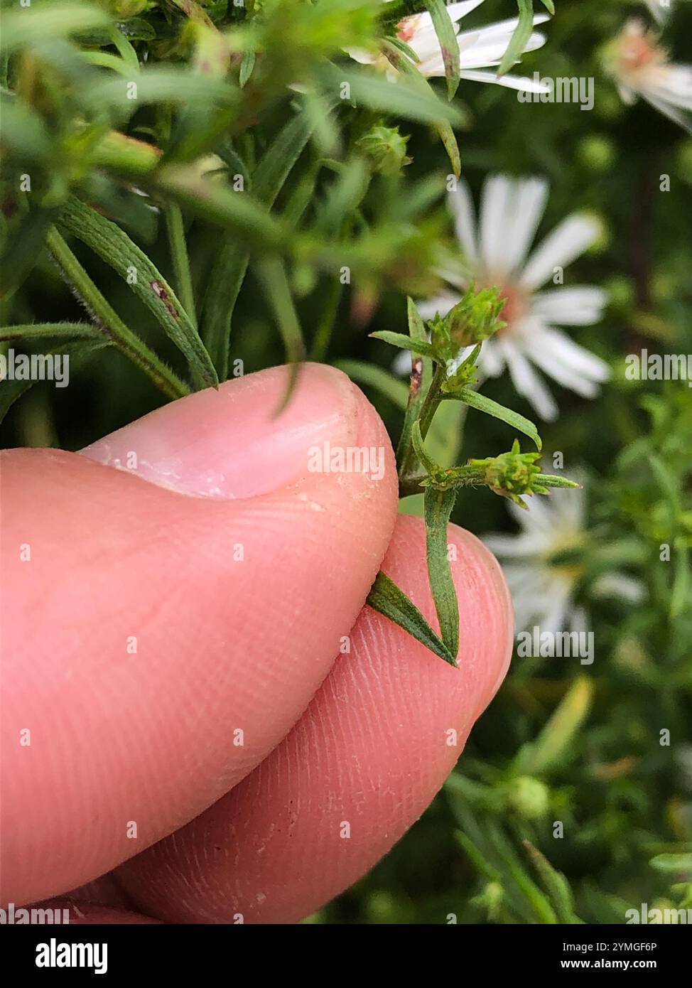 panicled aster (Symphyotrichum lanceolatum Stock Photo - Alamy