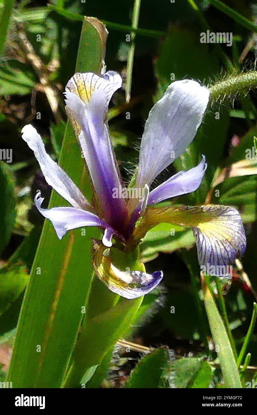 northern blue flag (Iris versicolor Stock Photo - Alamy
