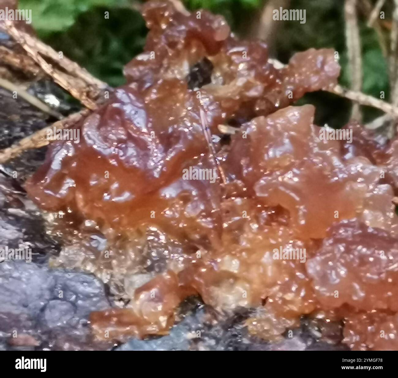 Leafy Brain (Phaeotremella foliacea Stock Photo - Alamy